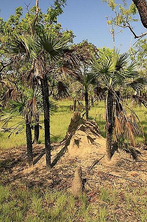 Livistona humilis - Palmpedia - Palm Grower's Guide