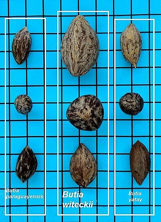 Butia yatay - Palmpedia - Palm Grower's Guide