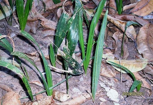 Acrocomia totai - Palmpedia - Palm Grower's Guide