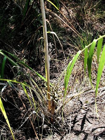 Barcella odora - Palmpedia - Palm Grower's Guide