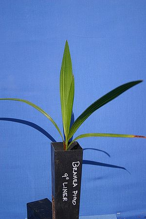 Brahea pimo - Palmpedia - Palm Grower's Guide