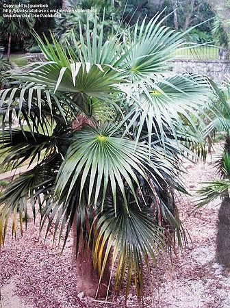 Coccothrinax crinita - Palmpedia - Palm Grower's Guide