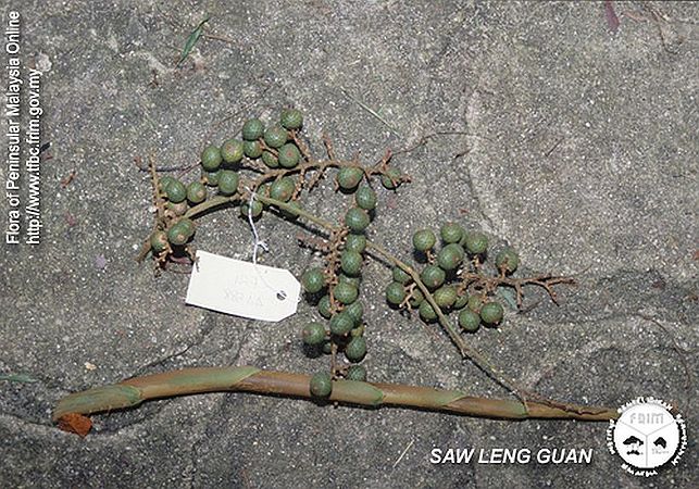 Daemonorops kunstleri - Palmpedia - Palm Grower's Guide