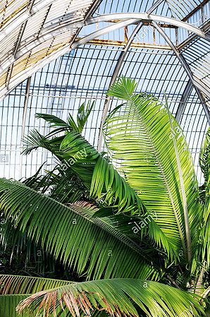 Ravenea moorei - Palmpedia - Palm Grower's Guide