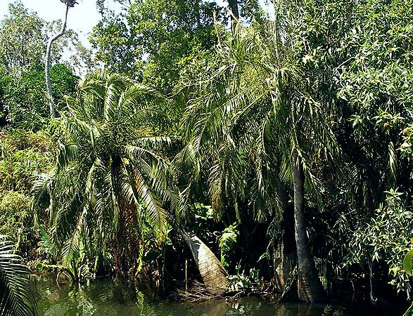 Ravenea musicalis - Palmpedia - Palm Grower's Guide