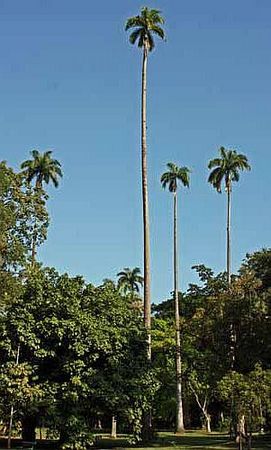Roystonea oleracea - Palmpedia - Palm Grower's Guide