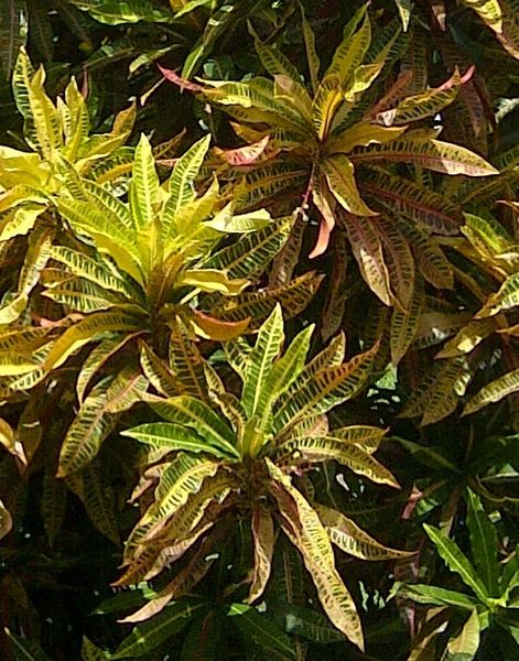 VEITCHII - Palmpedia - Palm Grower's Guide