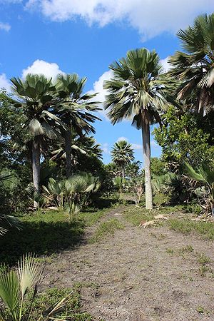 Copernicia gigas - Palmpedia - Palm Grower's Guide