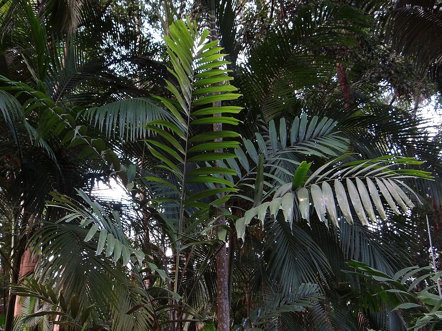 Pinanga patula - Palmpedia - Palm Grower's Guide