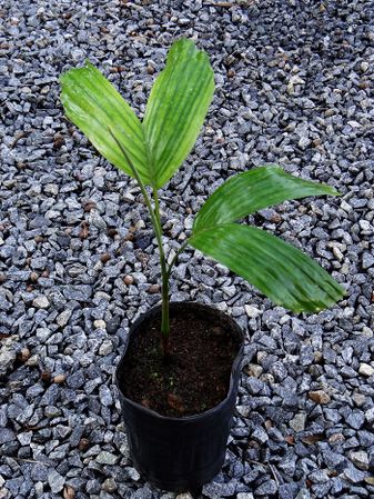 Socratea hecatonandra - Palmpedia - Palm Grower's Guide