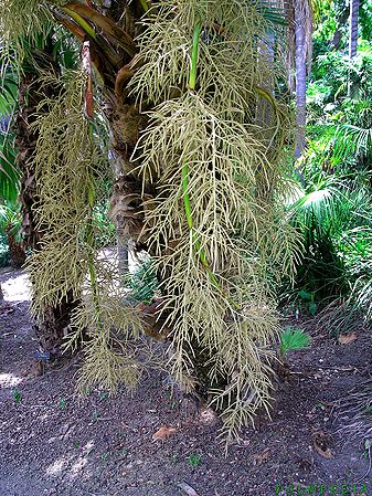 Brahea dulcis - Palmpedia - Palm Grower's Guide