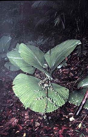 Licuala orbicularis - Palmpedia - Palm Grower's Guide