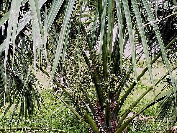 Sabal maritima - Palmpedia - Palm Grower's Guide