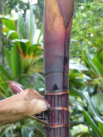 Loxococcus rupicola - Palmpedia - Palm Grower's Guide
