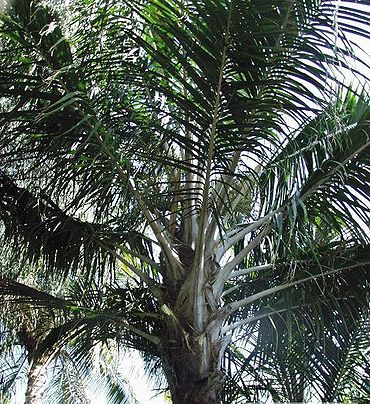 Ravenea madagascariensis var. 'monticola' - Palmpedia - Palm Grower's Guide