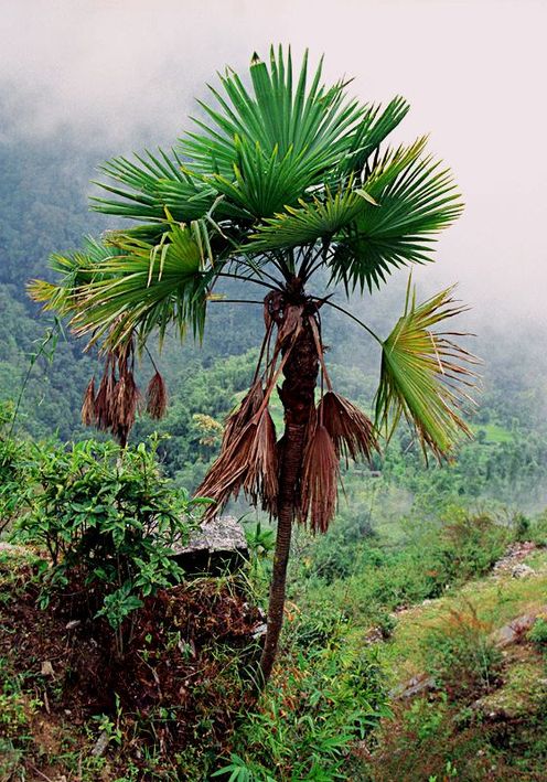 Trachycarpus latisectus - Palmpedia - Palm Grower's Guide