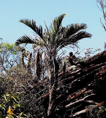 Syagrus glaucescens - Palmpedia - Palm Grower's Guide