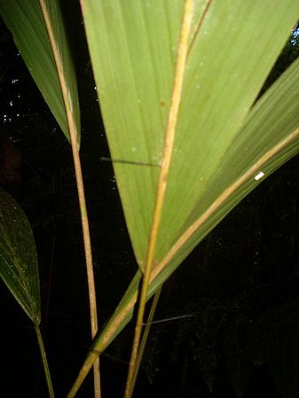 Bactris hirta - Palmpedia - Palm Grower's Guide