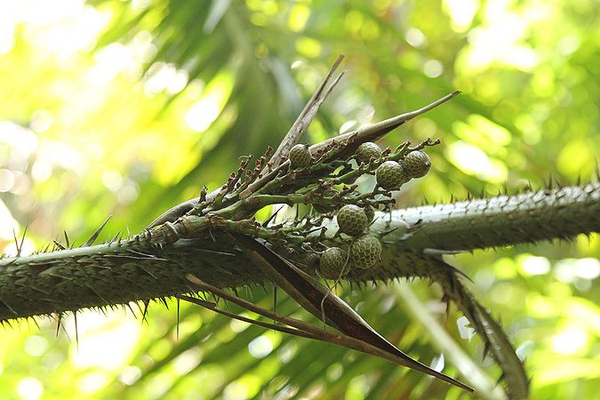 Daemonorops kunstleri - Palmpedia - Palm Grower's Guide