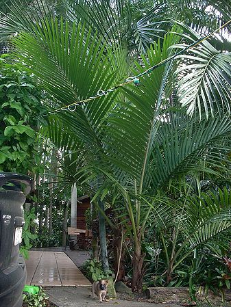 Cyphophoenix alba - Palmpedia - Palm Grower's Guide