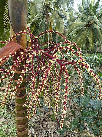 Loxococcus rupicola - Palmpedia - Palm Grower's Guide