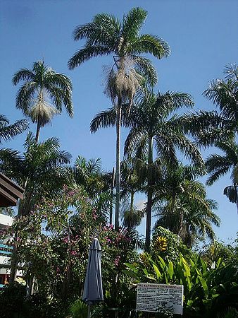 Roystonea princeps - Palmpedia - Palm Grower's Guide