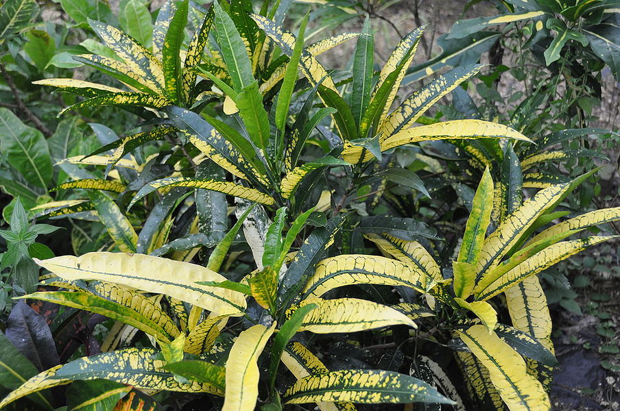 YELLOW QUILL - Palmpedia - Palm Grower's Guide