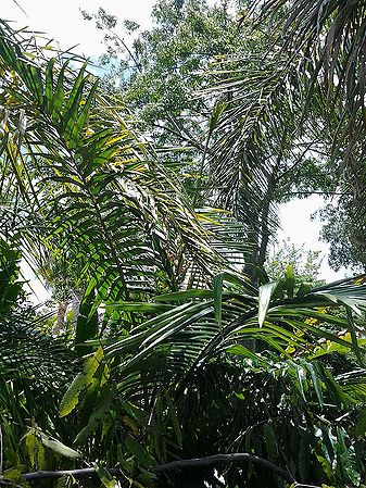 Oenocarpus bataua - Palmpedia - Palm Grower's Guide
