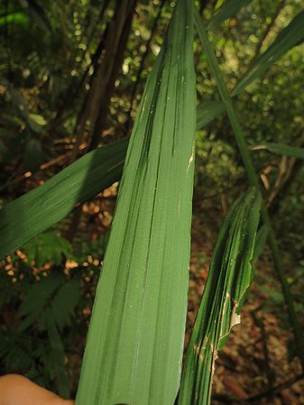 Daemonorops grandis - Palmpedia - Palm Grower's Guide