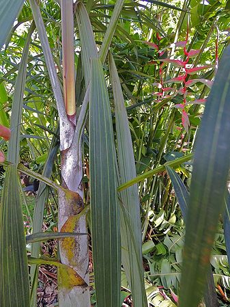 Chrysalidocarpus basilongus - Palmpedia - Palm Grower's Guide