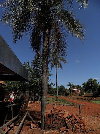 Acrocomia totai - Palmpedia - Palm Grower's Guide