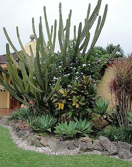 COSTA RICAN CROTON PICTURES - Palmpedia - Palm Grower's Guide