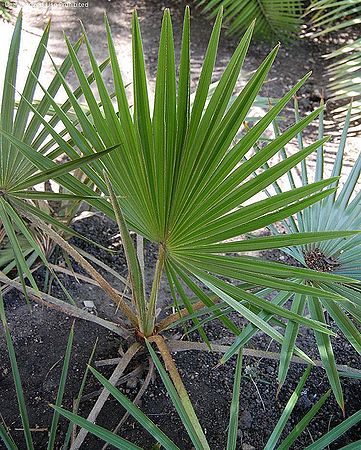 Brahea pimo - Palmpedia - Palm Grower's Guide