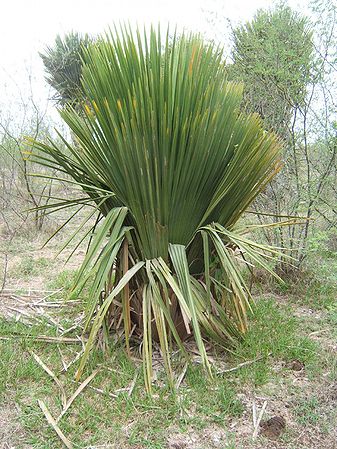 Copernicia rigida - Palmpedia - Palm Grower's Guide