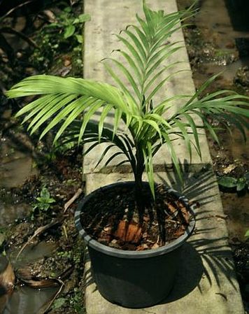 Dypsis rivularis - Palmpedia - Palm Grower's Guide