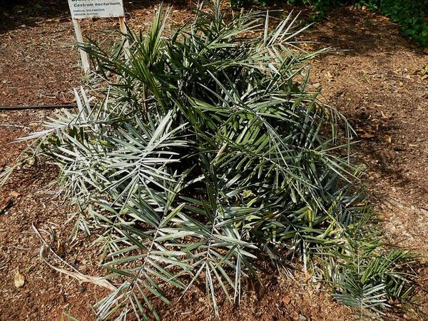 Syagrus microphylla - Palmpedia - Palm Grower's Guide