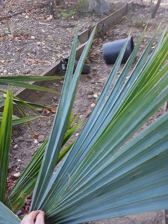 Sabal yapa - Palmpedia - Palm Grower's Guide