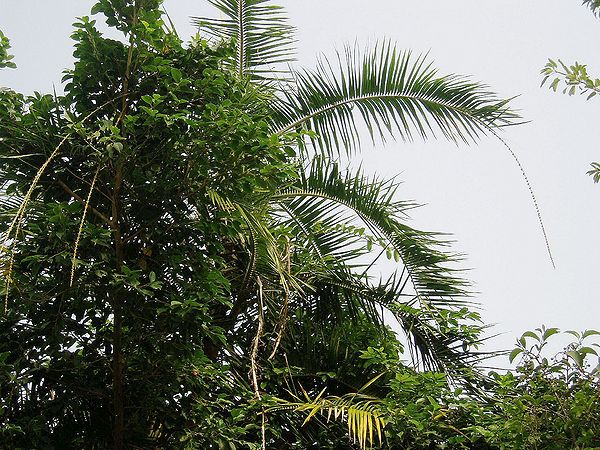 Calamus siphonospathus - Palmpedia - Palm Grower's Guide