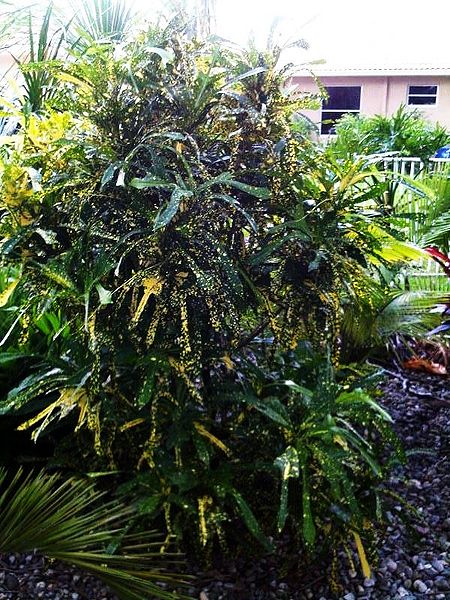 ARROWHEAD - Palmpedia - Palm Grower's Guide