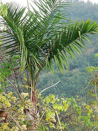 Gaussia attenuata - Palmpedia - Palm Grower's Guide