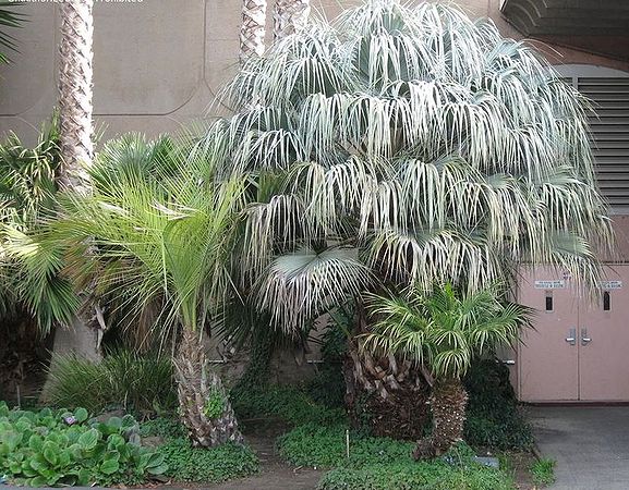 Brahea clara - Palmpedia - Palm Grower's Guide