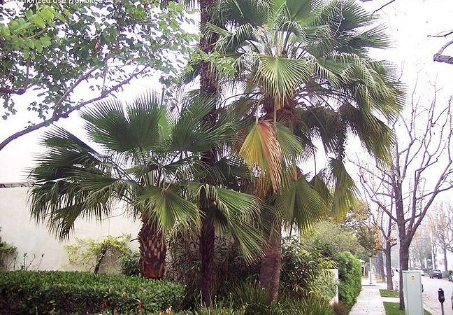 Brahea edulis - Palmpedia - Palm Grower's Guide