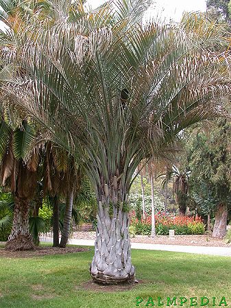 Butia paraguayensis - Palmpedia - Palm Grower's Guide