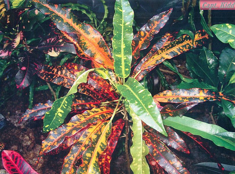 CAPTAIN KIDD - Palmpedia - Palm Grower's Guide