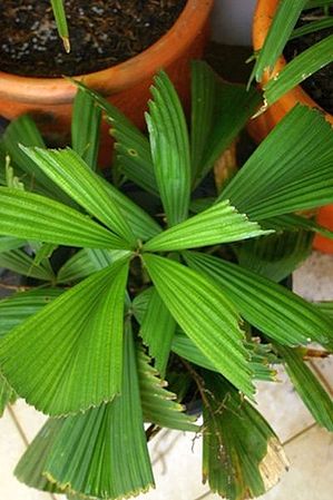 Licuala triphylla - Palmpedia - Palm Grower's Guide