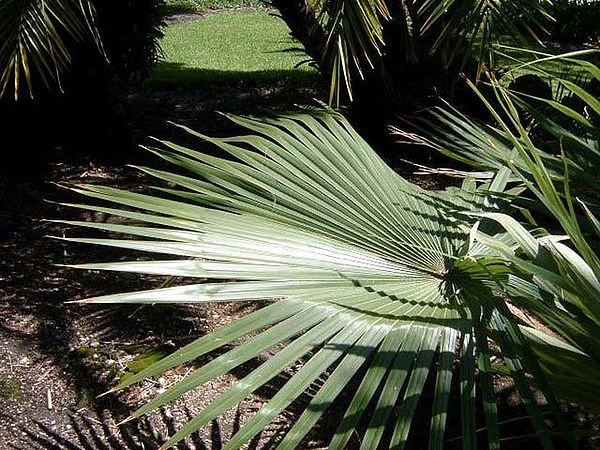 Brahea pimo - Palmpedia - Palm Grower's Guide