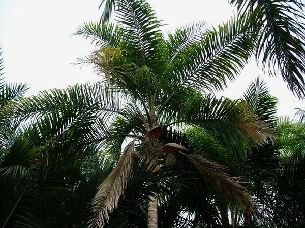 Syagrus pseudococos - Palmpedia - Palm Grower's Guide