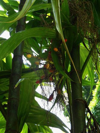 Areca concinna - Palmpedia - Palm Grower's Guide