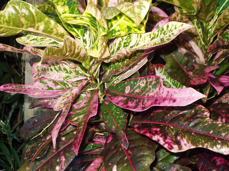 THEA - Palmpedia - Palm Grower's Guide