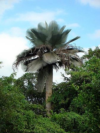 Copernicia fallaensis - Palmpedia - Palm Grower's Guide